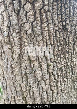 Eastern Box Elder (Acer negundo negundo Stock Photo - Alamy