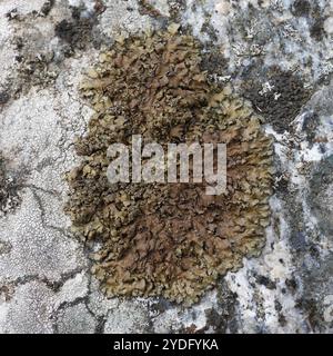 Blistered Camouflage Lichen (Xanthoparmelia loxodes Stock Photo - Alamy