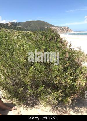 Beach Gonna (Passerina rigida Stock Photo - Alamy