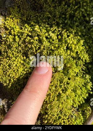 tree-skirt moss (Pseudanomodon attenuatus) Plantae Stock Photo - Alamy