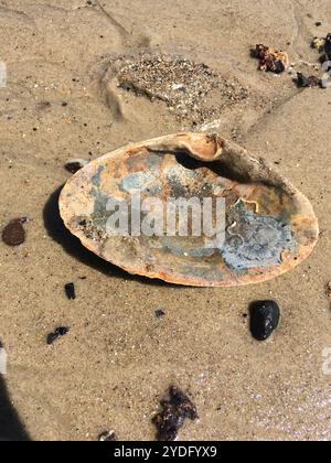 West Atlantic Surfclam (Spisula solidissima Stock Photo - Alamy