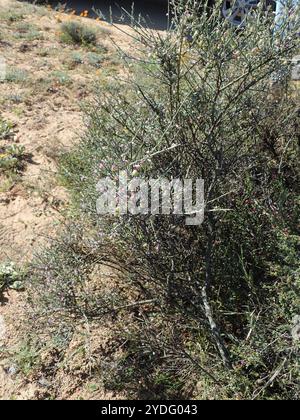 tortoise berry (Muraltia spinosa Stock Photo - Alamy