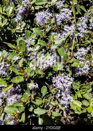 Mahala mat (Ceanothus prostratus Stock Photo - Alamy