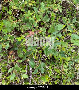 Pennsylvania Blackberry (Rubus pensilvanicus Stock Photo - Alamy