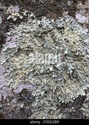 rock greenshield lichen (Flavoparmelia baltimorensis Stock Photo - Alamy