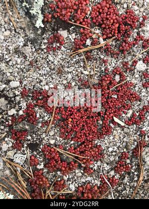 Elf Orpine (Sedum smallii Stock Photo - Alamy