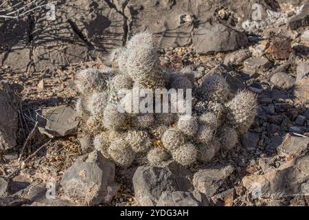 Whitecolumn Foxtail Cactus (Escobaria tuberculosa) Plantae Stock Photo ...