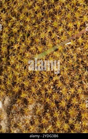Sand-hill Screw-moss (Syntrichia ruraliformis), Plantae, Amsterdamse ...