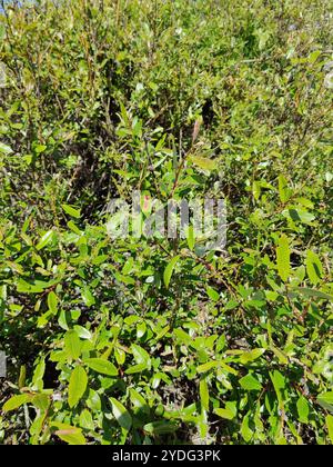 Willow Apple Gall Sawfly (Euura californica Stock Photo - Alamy