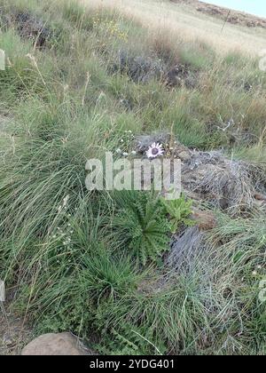 Purple African Thistle (Berkheya purpurea Stock Photo - Alamy