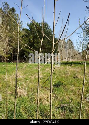 Oregon Ash (Fraxinus latifolia Stock Photo - Alamy