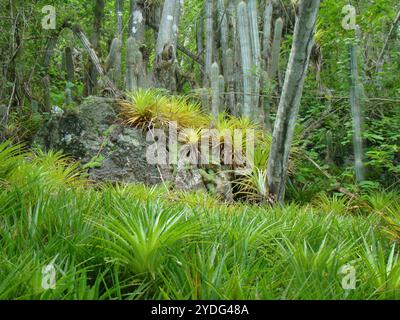 Dwarf bromelia (Bromelia humilis Stock Photo - Alamy
