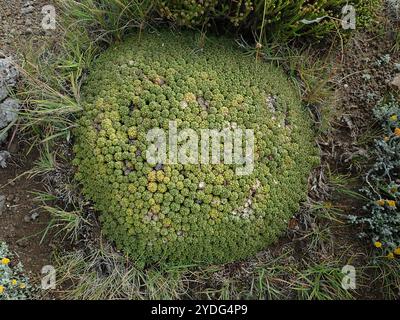 Lion Spoor (Euphorbia clavarioides Stock Photo - Alamy