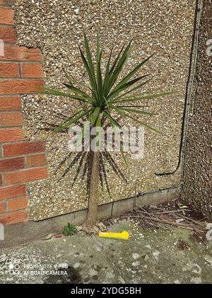 cabbage trees and allies (Cordyline Stock Photo - Alamy