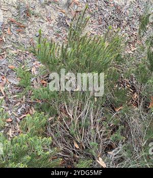 Florida rosemary (Ceratiola ericoides Stock Photo - Alamy