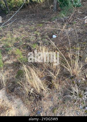 African love grass (Eragrostis curvula) Plantae Stock Photo - Alamy