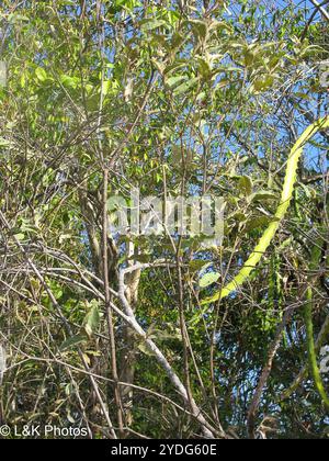 Strawberry Pear (Selenicereus triangularis Stock Photo - Alamy