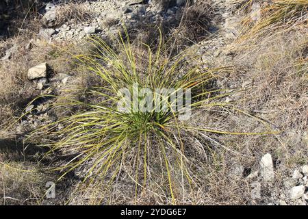 Devil's Shoestring (Nolina lindheimeriana Stock Photo - Alamy