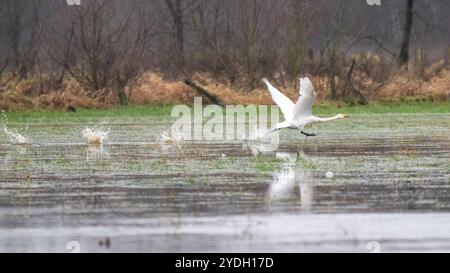 Whooper Swan (Cygnus cygnus) starting to lift off with outstretched ...