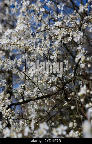 Cherry buds on a branch against a softly blurred garden background ...