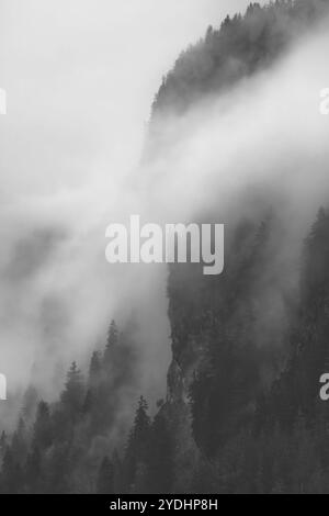 A grayscale of a beautiful misty forest on a cloudy day Stock Photo - Alamy