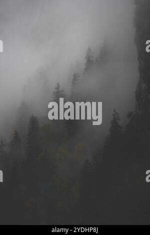 A grayscale of a beautiful misty forest on a cloudy day Stock Photo - Alamy