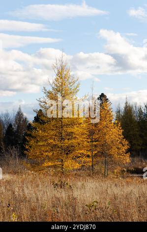 Tamarack Larch (Larix laricina) tree along the Kancamagus Highway in ...