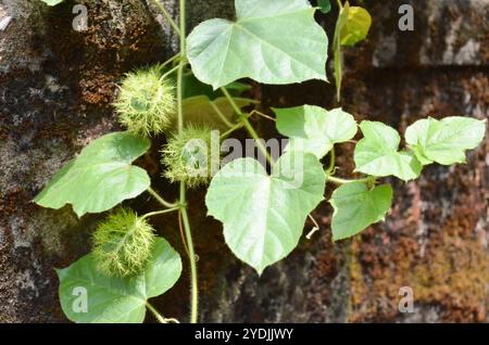 Bush passion fruit also known as stinking passionflower or wild ...