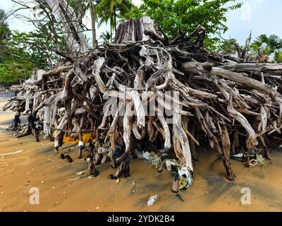 A tree stump is currently laying on the beach close to the ocean Stock ...