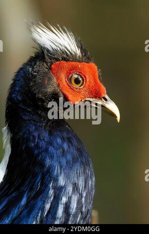 Swinhoe's pheasant male endemic bird of taiwan Stock Photo - Alamy