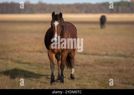 Estonian native hors ( Estonian Klepper) in the coastal meadow. Horses ...