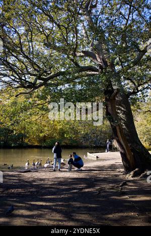 Feeding The Geese Connaught Water Epping Forest Stock Photo - Alamy