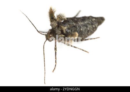 Operophtera brumata, Winter moth. Female with tiny wings, unable to fly ...