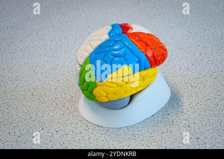 Plastic model of human brain, isolated ps 10 Stock Photo - Alamy