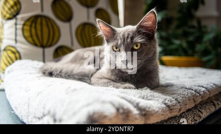 Cute cat sitting on plaid with books Stock Photo - Alamy