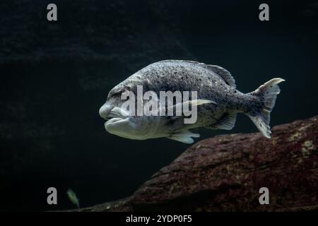 Black musselcracker in Cape town aquarium. Fish with strange face ...