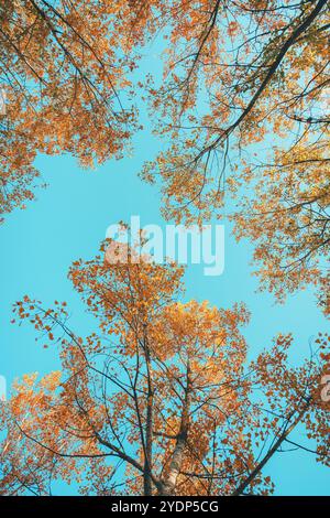Aspen tree in deciduous autumnal forest from drone pov, aerial view of ...