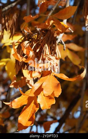 Ash Tree Seed Pods Stock Photo - Alamy