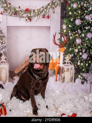 labrador retriever, chocolate Stock Photo - Alamy