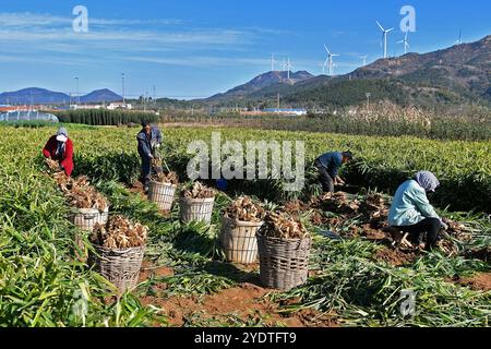 Farmers harvest ginger in the field in Zouping in east China's Shandong ...