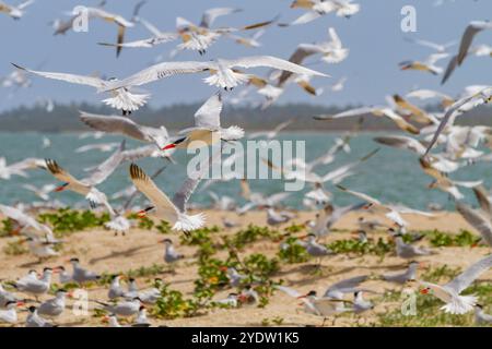 Caspian Terns (Hydroprogne caspia) at breeding colony on Ile des Oiseaux in the Parc National du ...