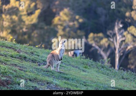Cute view of a kangaroo standing on the grass on top of the hill near ...