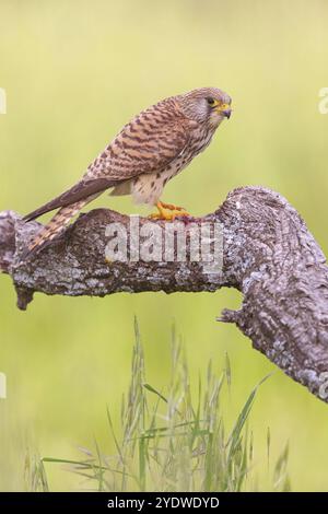 Kestrel, (Falco tinnunculus), falcon family, falcons, perching ...