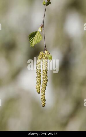The birch trees, trees in front of spring sky and clouds Stock Photo ...
