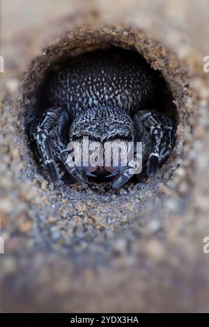Velvet Spiders (Eresidae Stock Photo - Alamy
