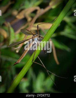 A closeup shot of a European crane fly in the blurry background Stock ...