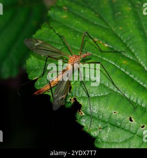 Daddy Long Legs Live in England Stock Photo - Alamy