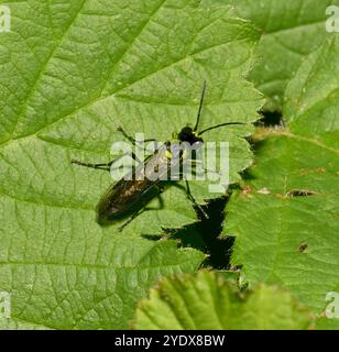 Common sawfly 'Tenthredo notha' Stock Photo - Alamy