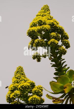 Flora of Gran Canaria - flowering Aeonium simsii, tree houseleek ...