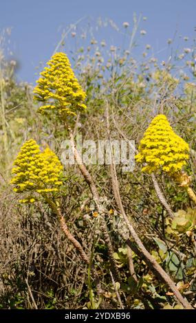 Flora of Gran Canaria - flowering Aeonium simsii, tree houseleek ...